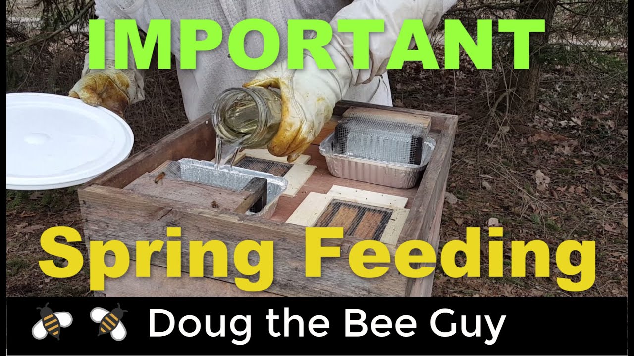 Importance of Spring Feeding Honeybees - YouTube