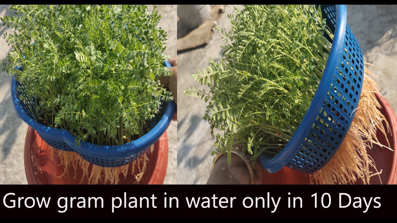 Grow gram plant// Chana bhaji in water. Only in 10 Days || Hydroponic ...