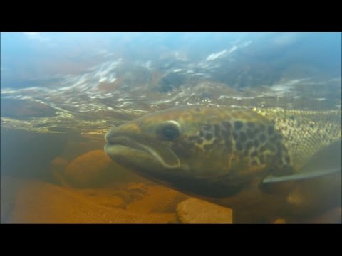 Chéticamp River Nova Scotia Canada Atlantic Salmon 2016-09-23 - YouTube