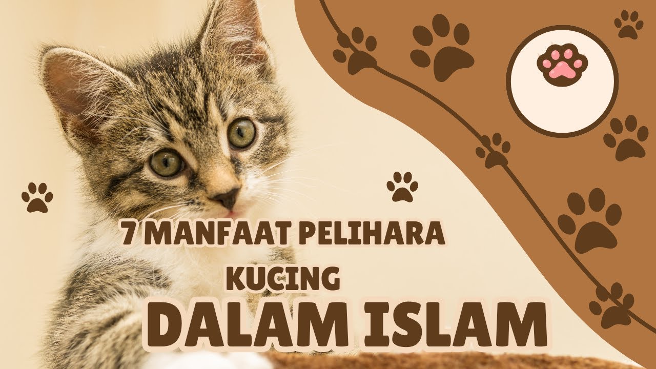 7 MANFAAT MEMELIHARA KUCING DI DALAM ISLAM - YouTube