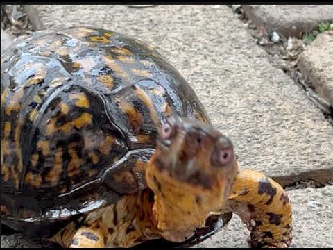 Sparky My Box Turtle Loves Me and Winked at Me - YouTube