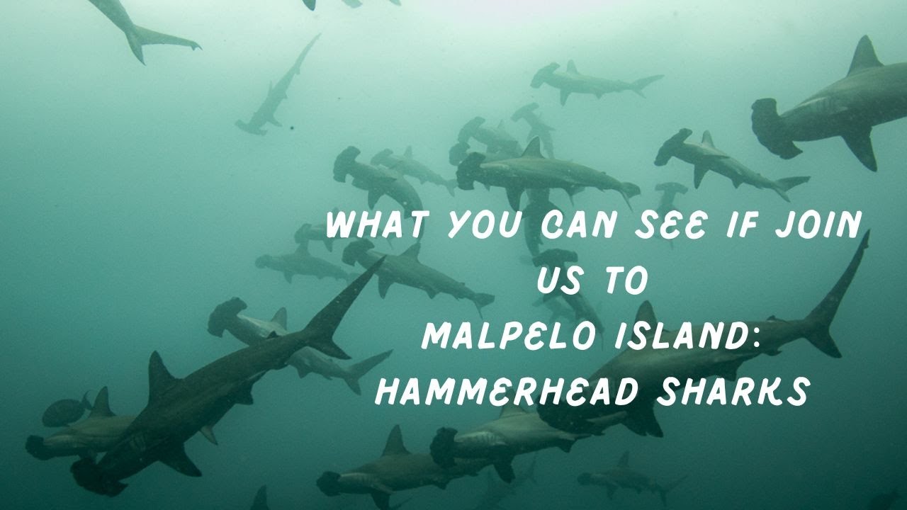 Hammerhead Sharks - Upcoming Malpelo Island Expediton 2024 - YouTube