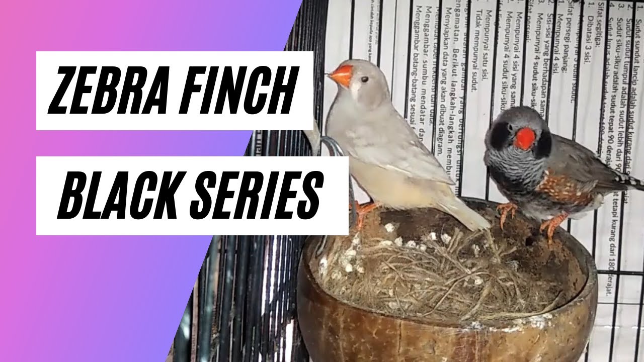 Black Face Black Cheek | Black Cheek Isabel Zebra Finch - YouTube