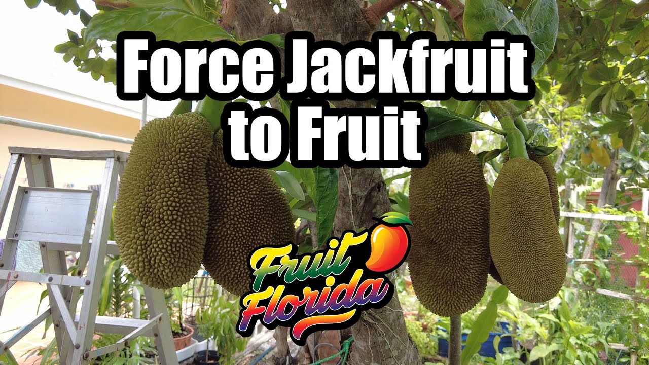 Force Jackfruit to Fruit - YouTube
