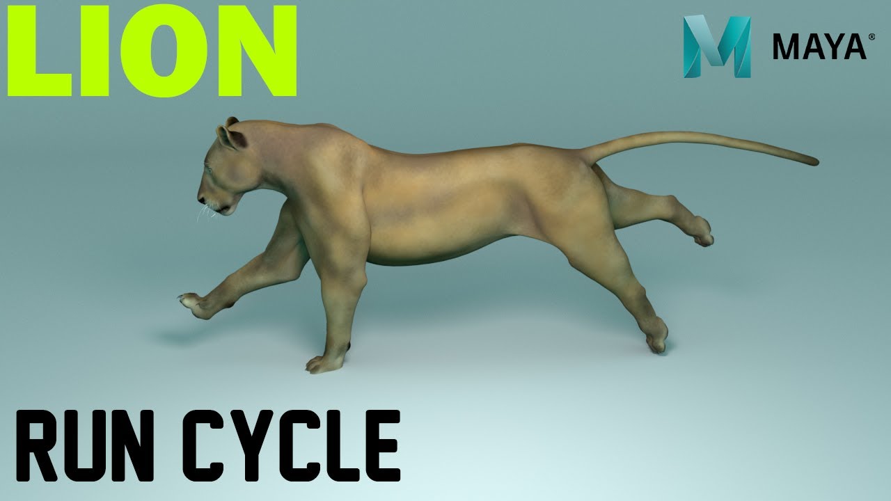 Lion run cycle animation in Maya|| - YouTube