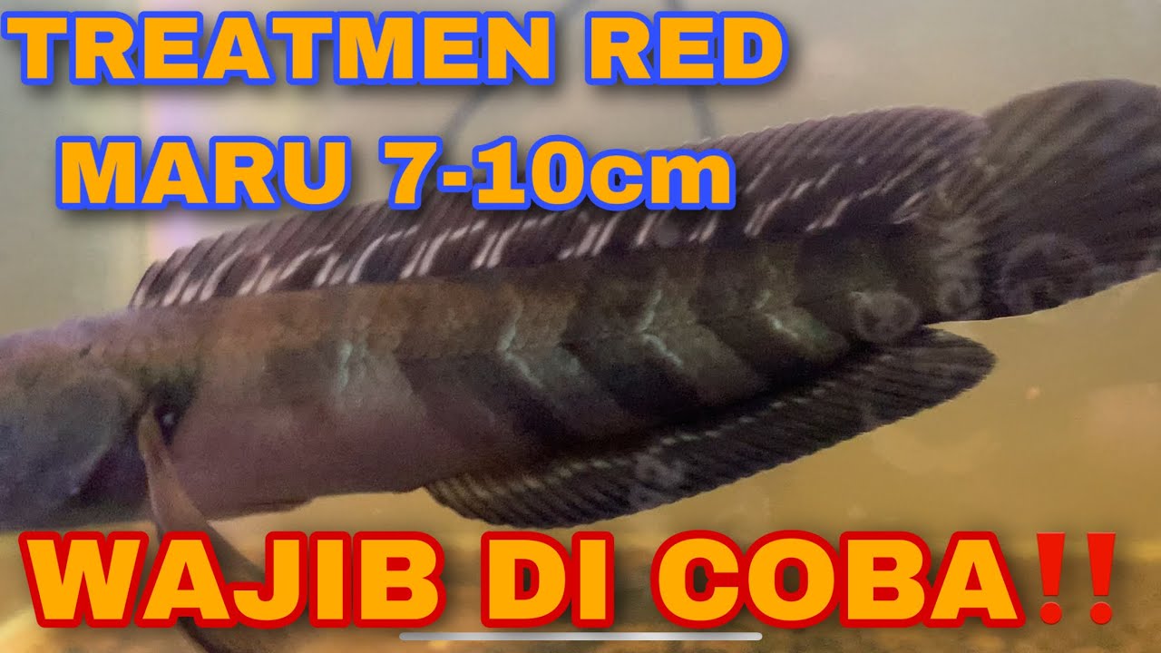 TREATMEN RED MARU‼️ WAJIB DI COBA , HASILNYA BUKAN MAIN"‼️ 9-110cm FULL ...