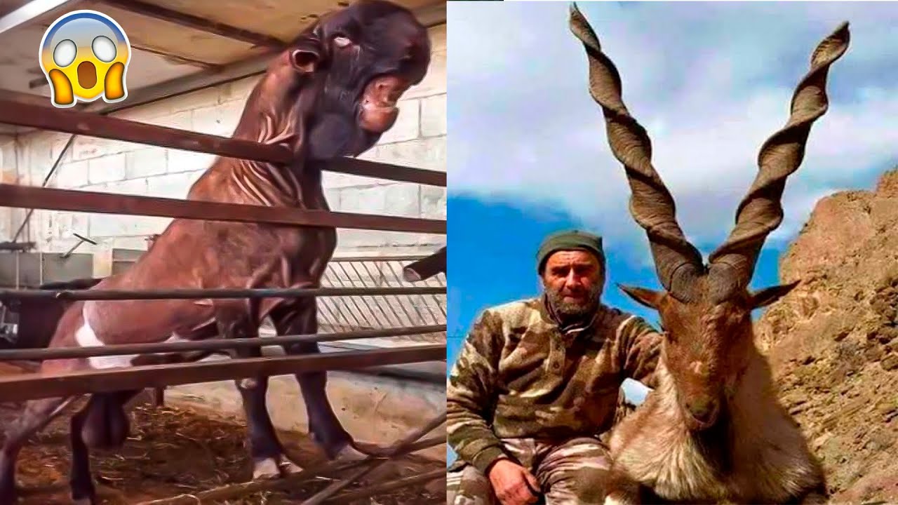 AS 5 RAÇAS DE CABRAS MAIS RARAS DO MUNDO QUE VOCÊ NÃO CONHECIA - YouTube