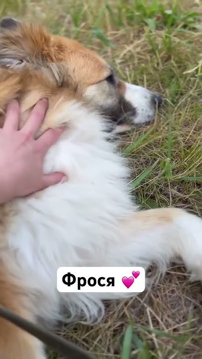 Королева Фрося I 👸🏼👑💕 #собакаизприюта #собака - YouTube