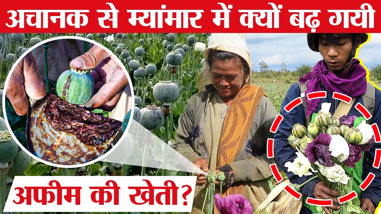 म्यांमार में इतनी ज्यादा अफीम की खेती क्यों की जा रही है? | Opium ...