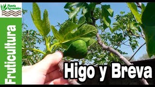 Diferencia entre Higos y Brevas - Aprende todo lo que necesitas saber
