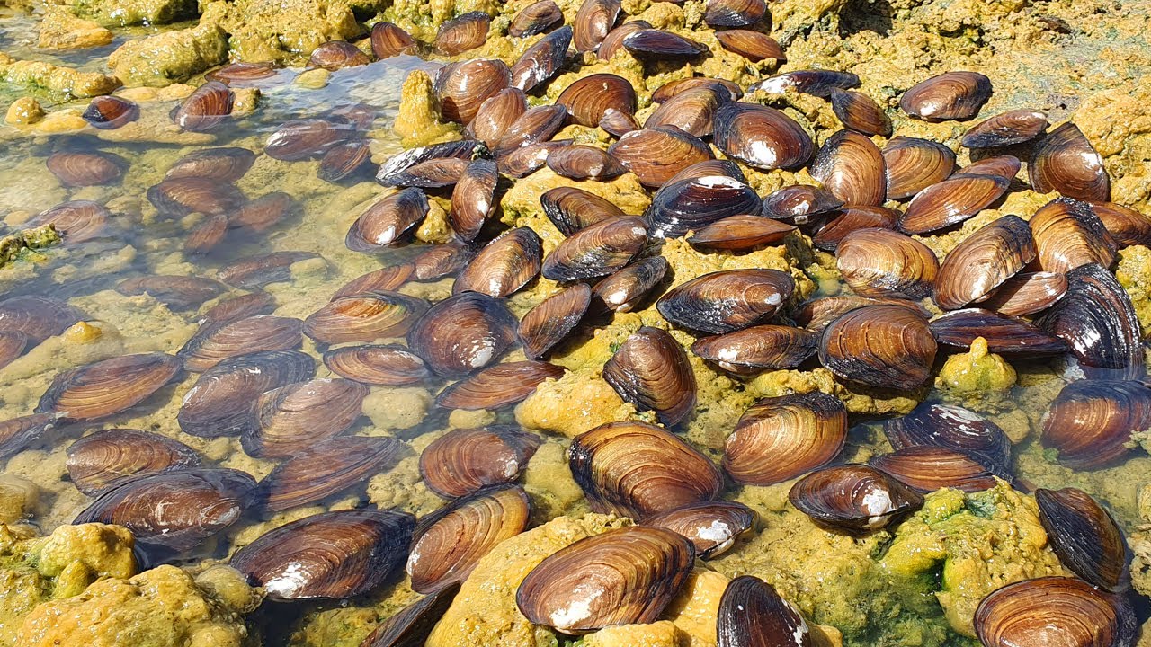 It's so interesting to meet clam digging holes #fishing #video #sea # ...