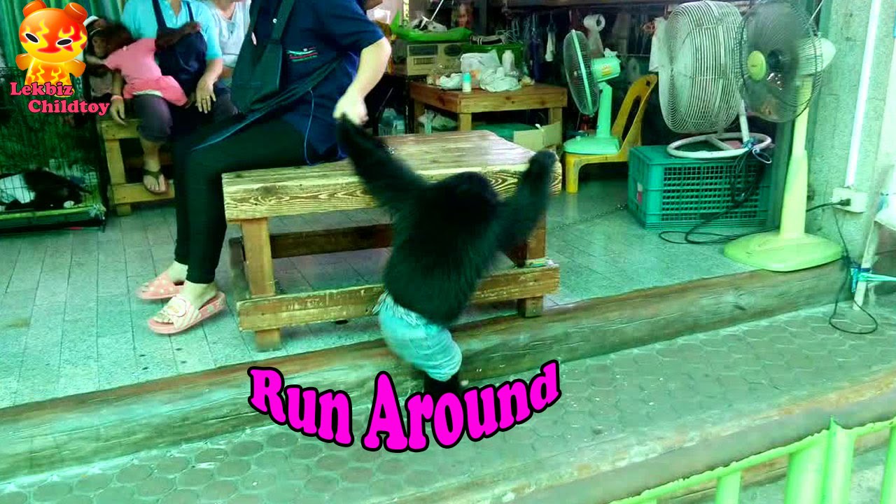 Chimpanzee : Run Around @Samutprakarn Zoo - YouTube