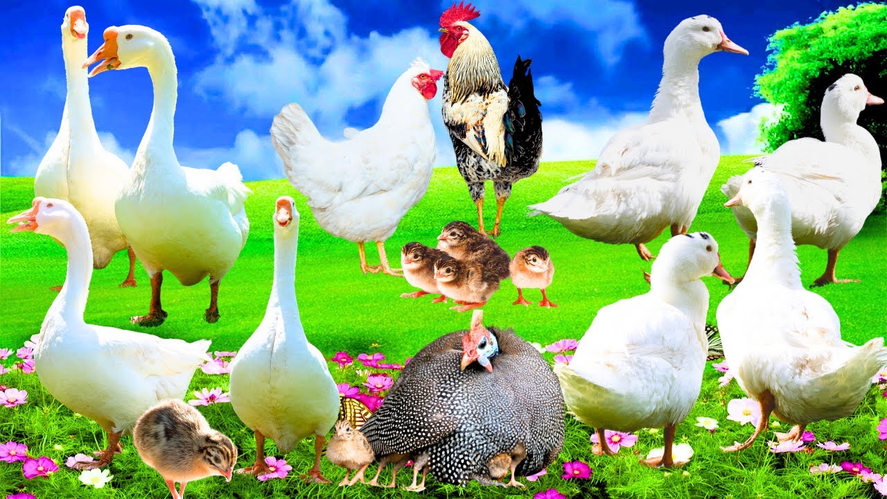 FUNNY ROOSTER: PEARL HENS, CUTE CAT, WHITE HENS, KITTENS PLAYING ...
