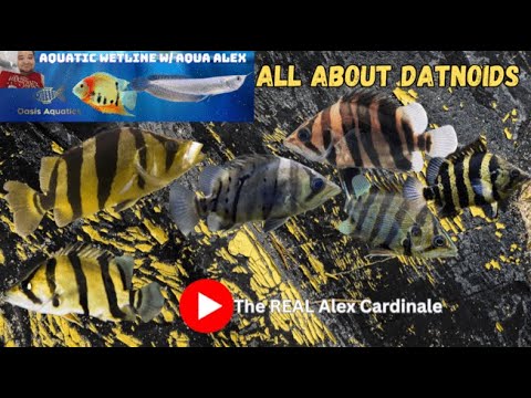 Aquatic Wetline W/ Aqua Alex: All About Datnoids - YouTube