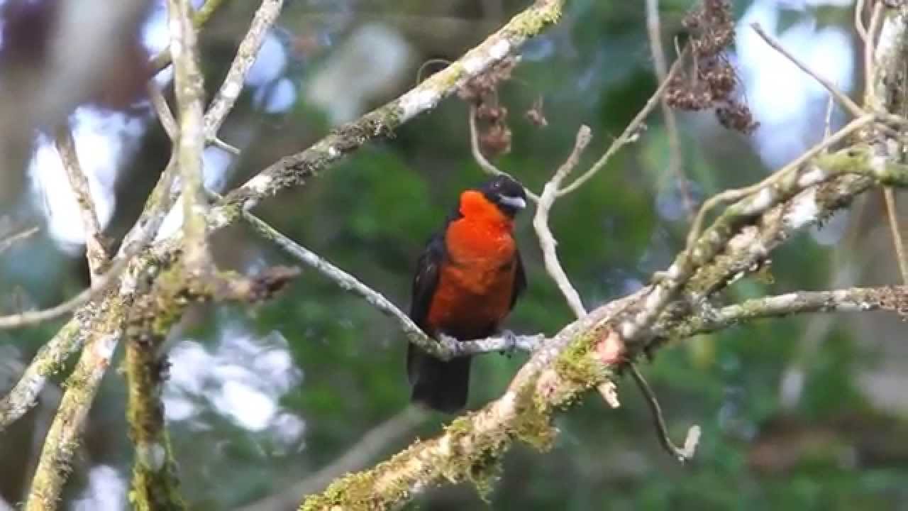 Red-ruffed Fruitcrow - YouTube
