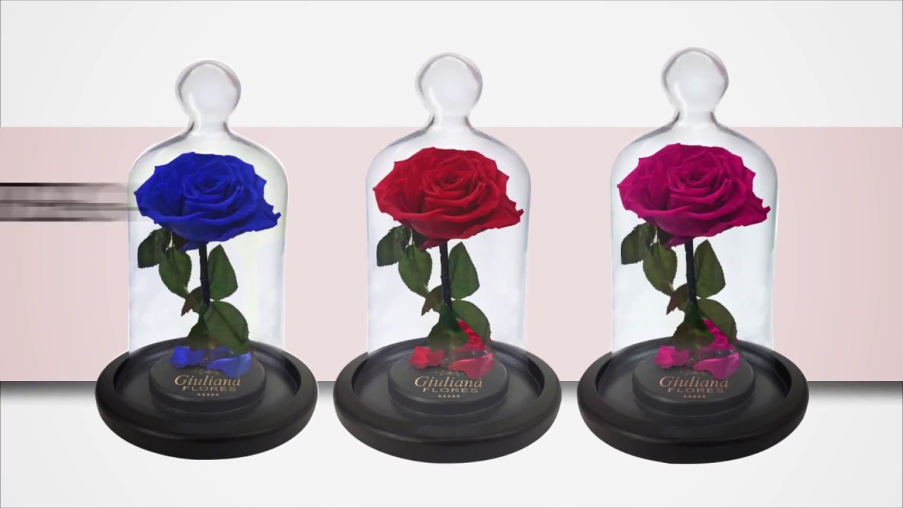 Rosa Encantada - Giuliana Flores - YouTube