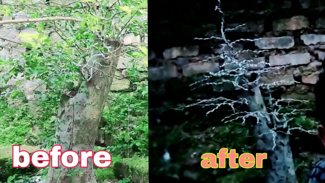 SETELAH DI KAWAT BONSAI RUKEM INI MENJADI BONSAI LUAR BIASA - YouTube