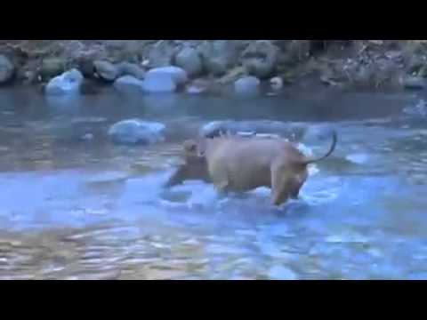 Perro pescando, dog fishing.. - YouTube