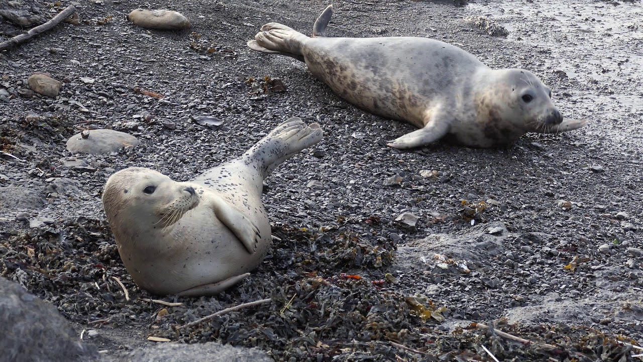 Leica V-Lux 5 - 4K 30fps - Baby Seals On the UK Coast, Handheld