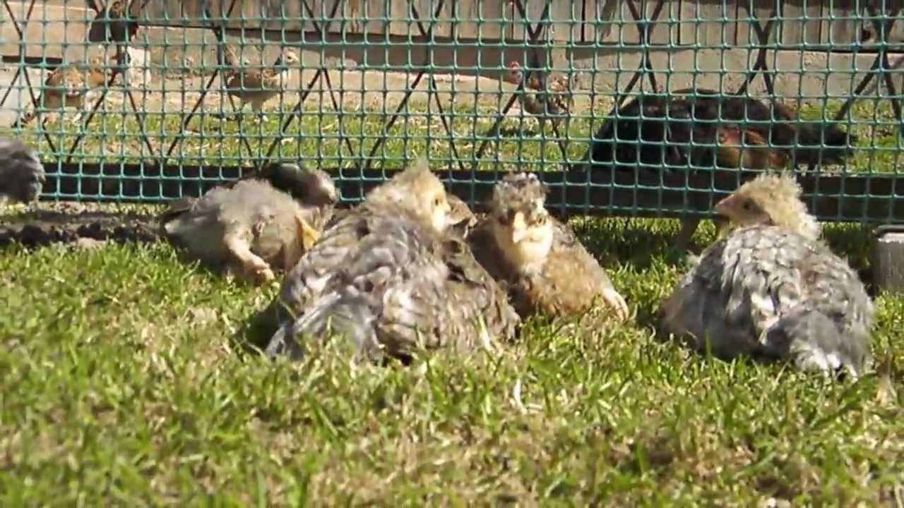Liliputka i dworki - YouTube