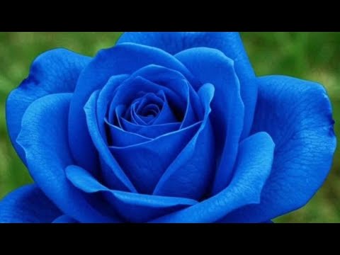 genet hailu.2Tube is live - YouTube