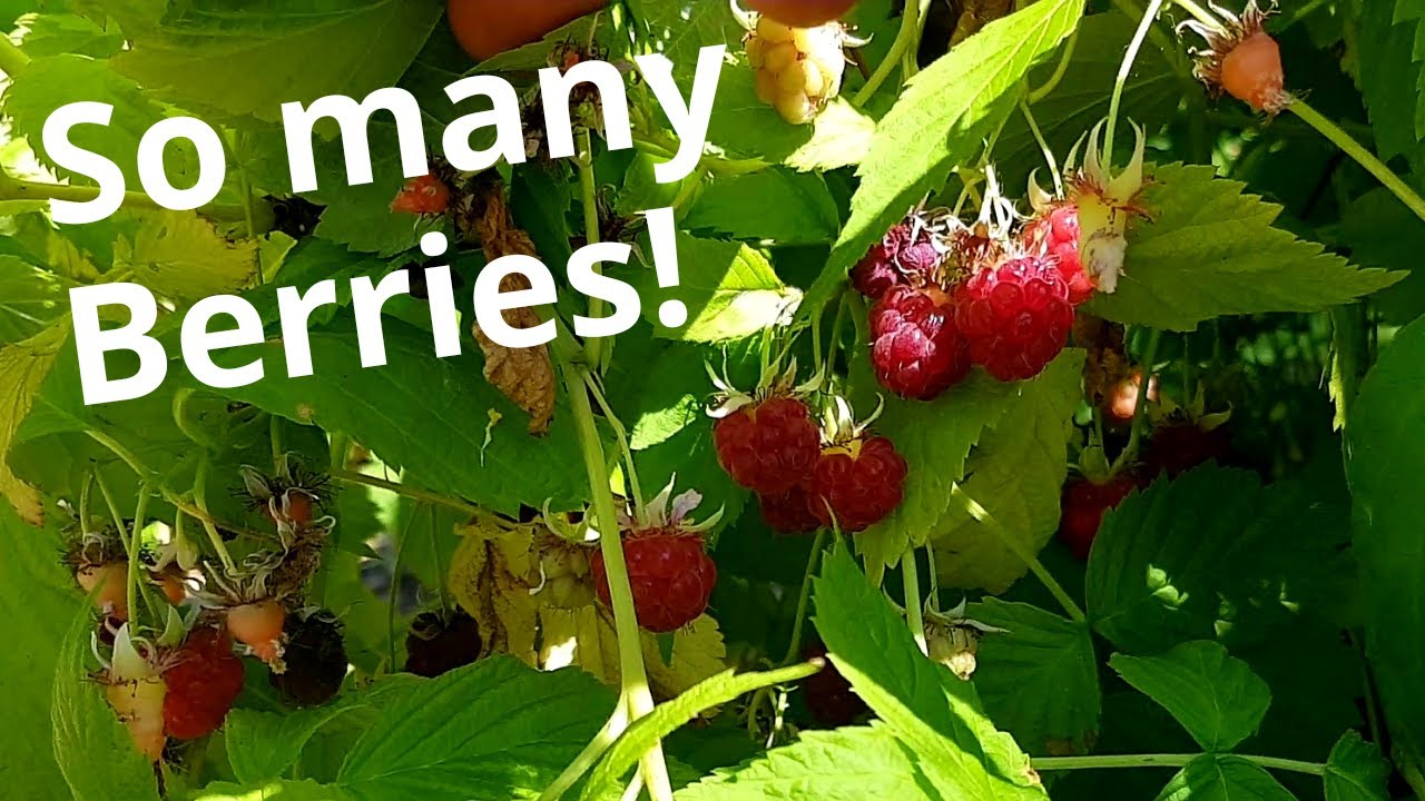 Double your Raspberries every year! - YouTube