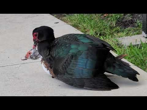 Muscovy ducks mating on a sidewalk - YouTube