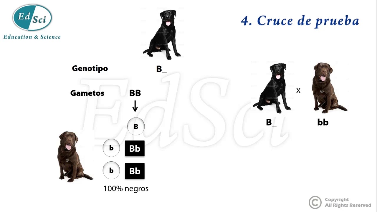 🟢 Cruce de prueba 🐶🐱 - YouTube