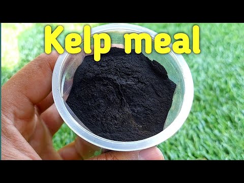 How to use kelp meal organic fertilizer for plants केल्प फर्टीलाइजर ...