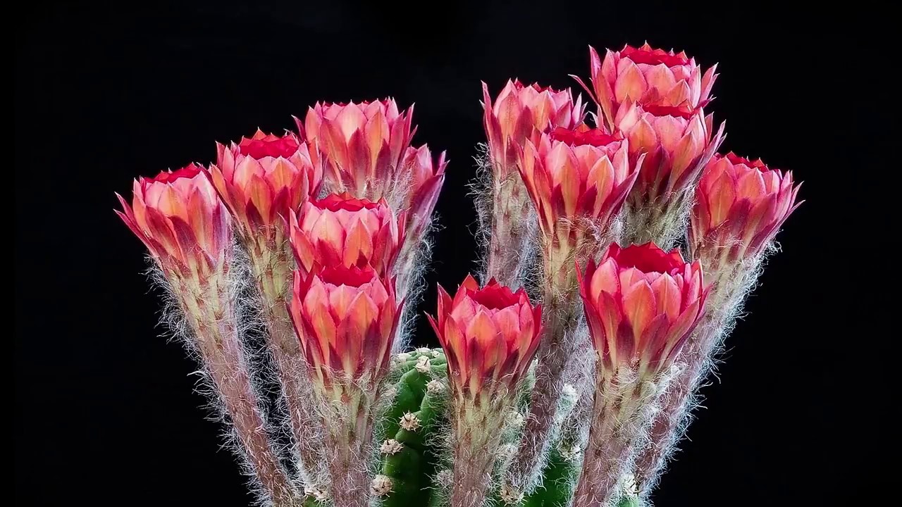 'Wild Red Berry' Flowers Blooming in Holiday Celebration - YouTube