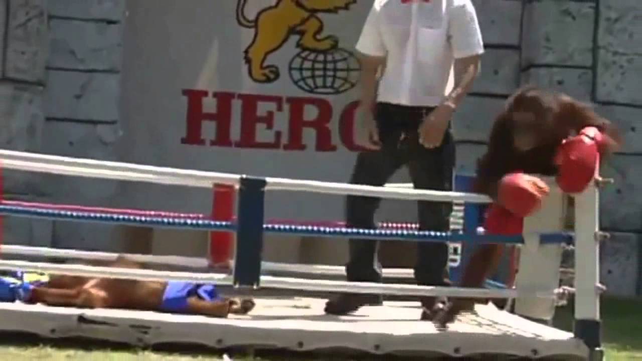 Funny Monkey Boxing Match | Monkey Boxing Animals - YouTube