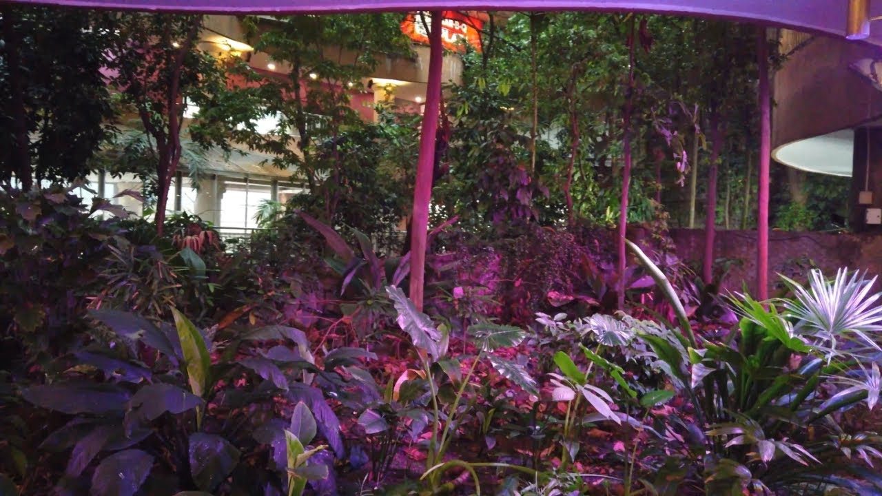 [4K] Exploring The Rainforest At 1 Utama, Petaling Jaya - YouTube