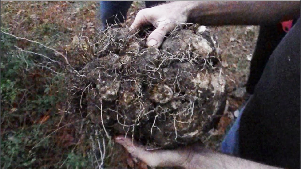 Harvesting A Winged Yam/Edible Air Potato/Dioscorea alata - YouTube