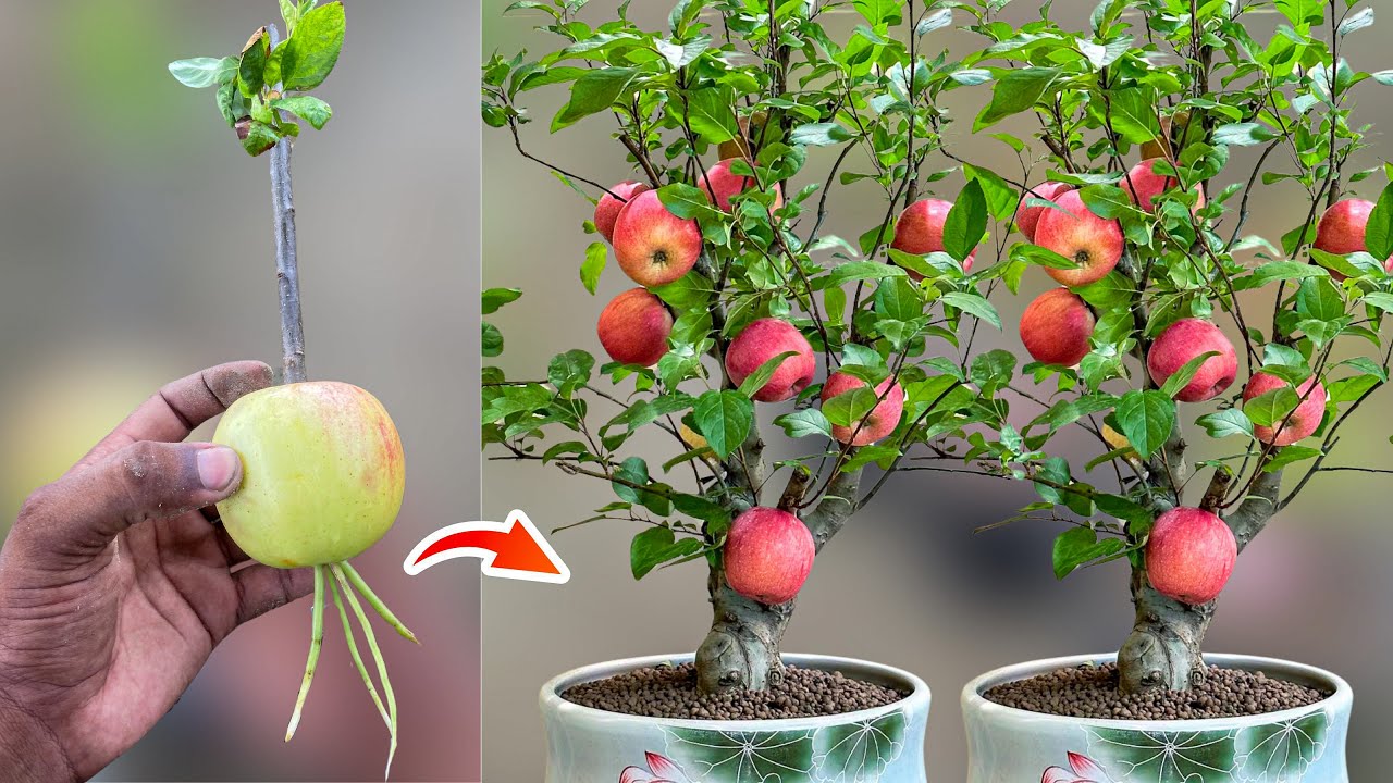 How To Grow Apple Tree From Apple Branch in Apple Fruit - YouTube