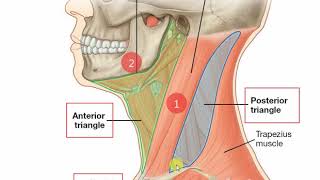 Posterior Triangle Of The Neck Subdivisions Teachmeanatomy Easy Notes