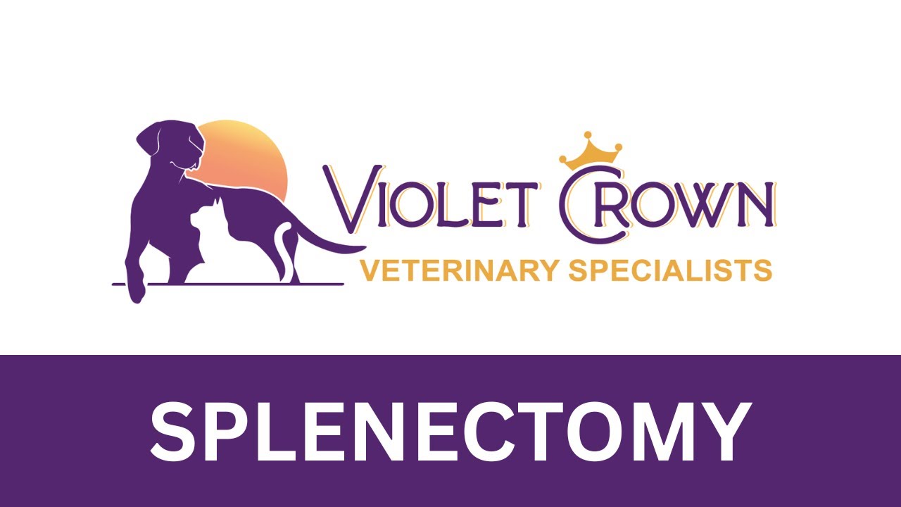 Dog Splenectomy Surgery | Emergency Veterinary Care at Violet Crown ...
