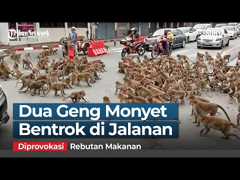 DUA GENG MONYET TAWURAN di Jalanan, Diduga Terprovokasi Rebutan Makanan