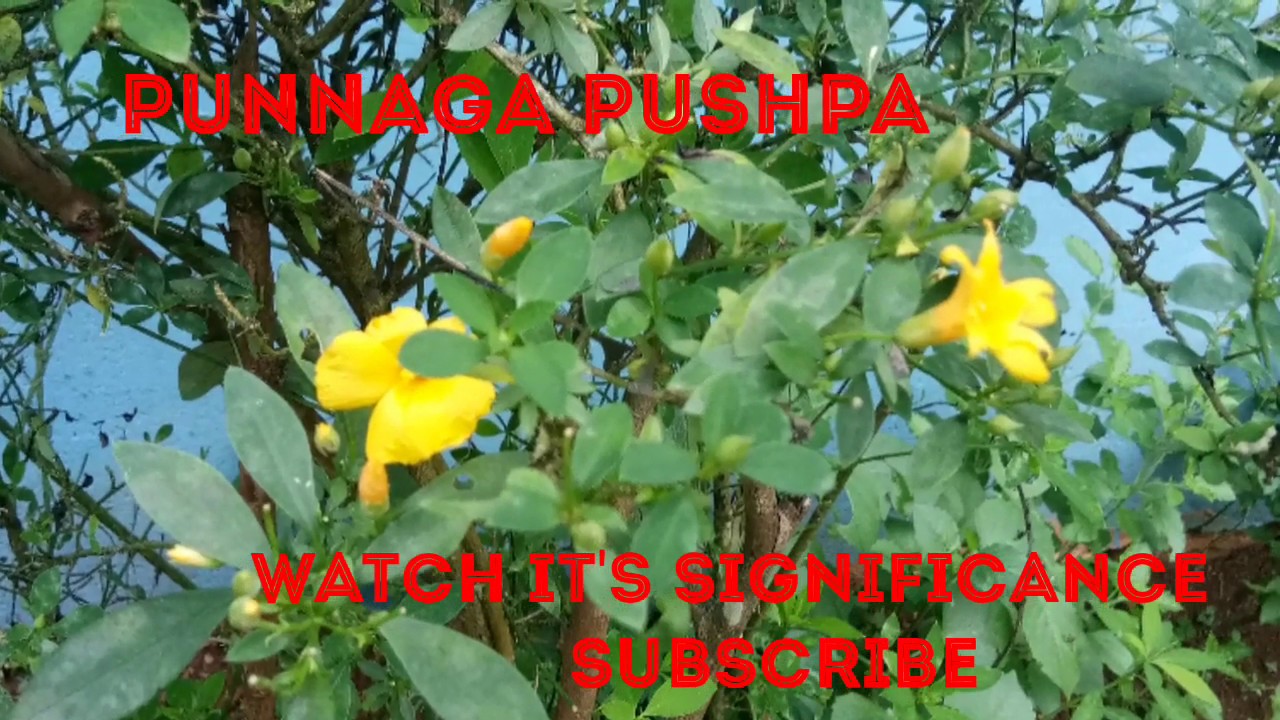 ಮಲೆನಾಡಿನಲ್ಲಿ ಕಾಣಸಿಗುವ ಪುನ್ನಾಗ ಪುಷ್ಪದ ಮಹತ್ವ, Punnaga Pushpa Plant ...