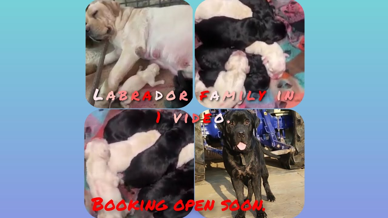 Labrador puppies all family in 1 video ||Labrador puppy||Labrador dog ...