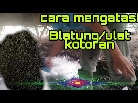 Mengatasi blatung/ulat putih dengan kapur