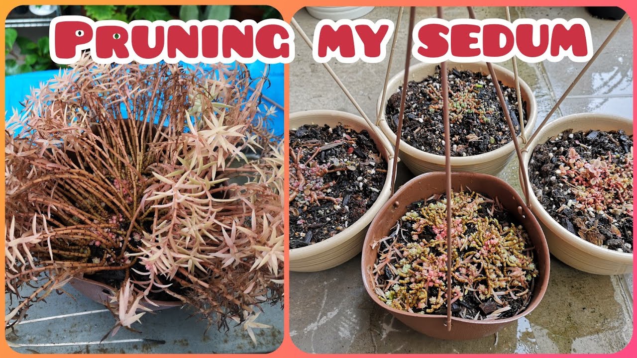 Pruning Sedum Lineare, Firecracker, Wildfire and Blue Elf | Cutting ...