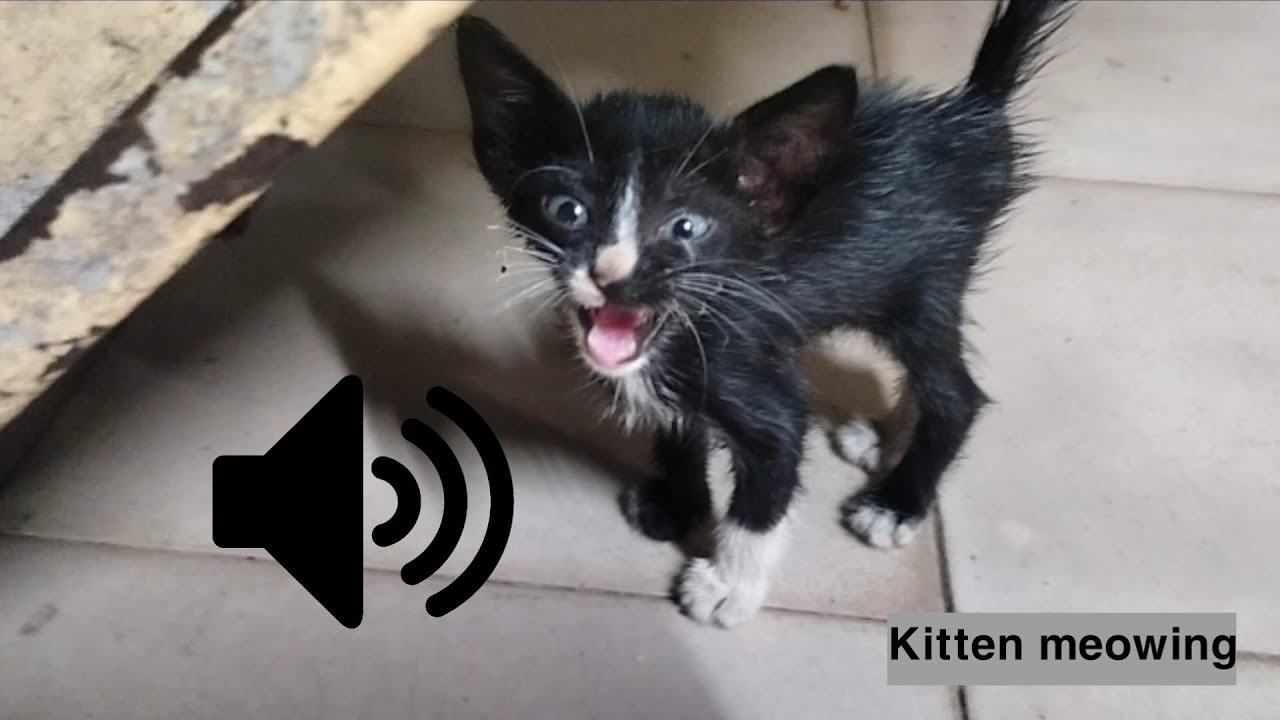 Cat Sound Effect - Kitten Meowing - Baby Cat Videos. #cat #kitten # ...