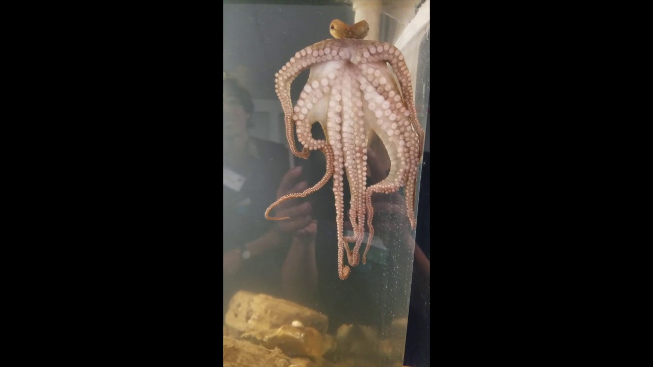 Awesome Octopus - YouTube