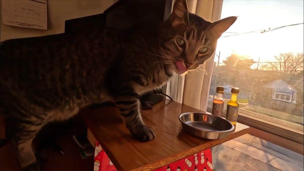 Tabby Cat Bobby Enjoys a Holiday Beverage #catvideos #cats #tabbycat #catnip - YouTube