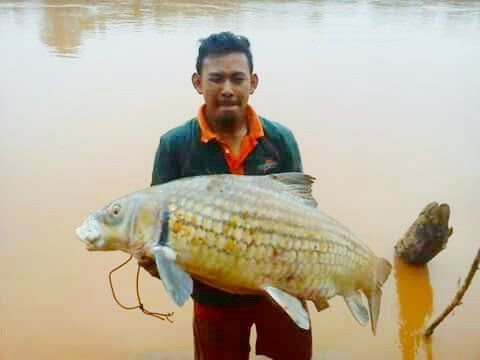 Temoleh 30kg sungai pahang,temerloh - YouTube