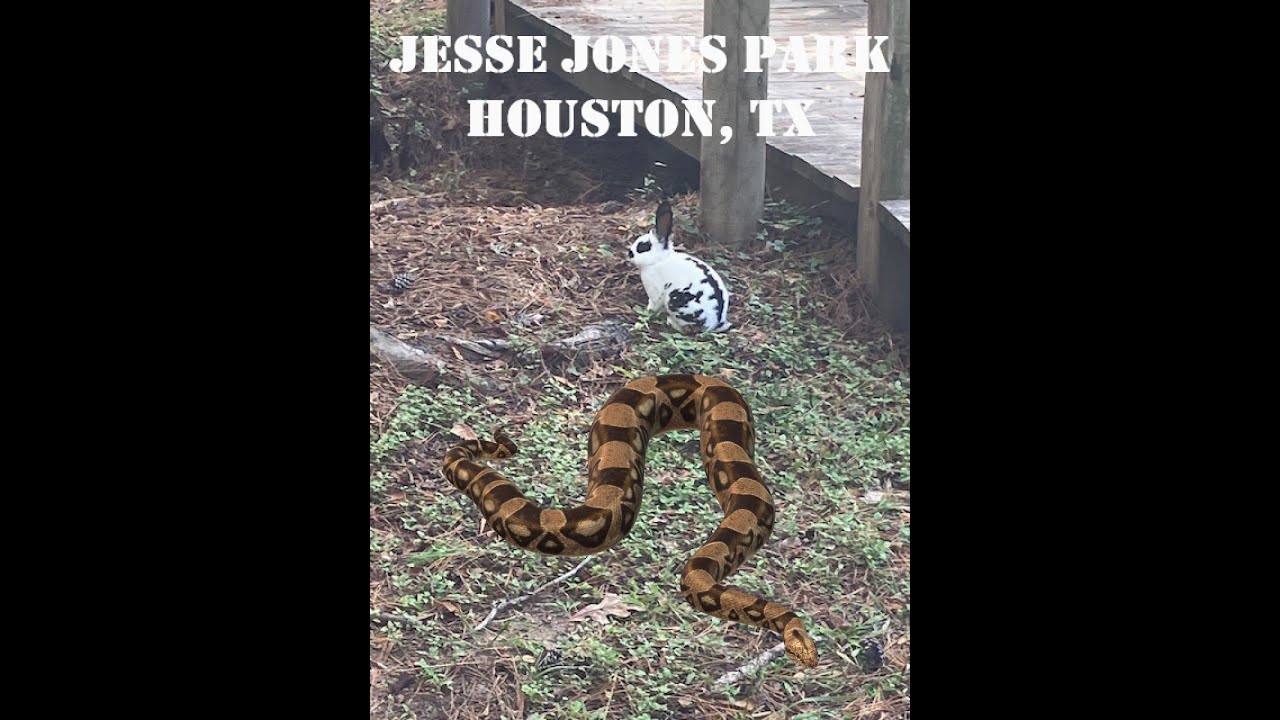 Quick Hike in Jesse Jones Park | Houston, TX - YouTube