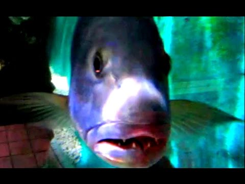 Staring contest with Deadly fish - YouTube