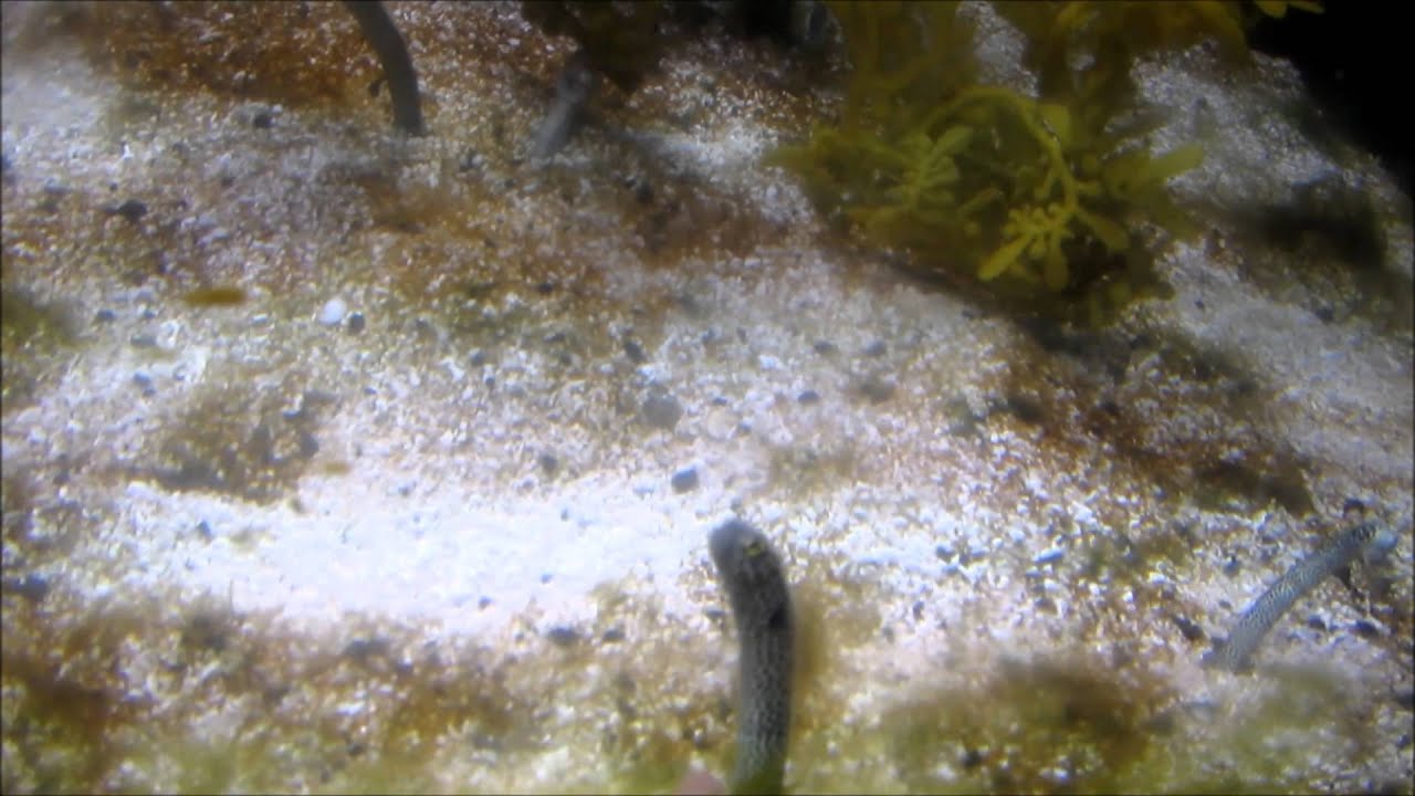 Staring contest with Deadly fish - YouTube