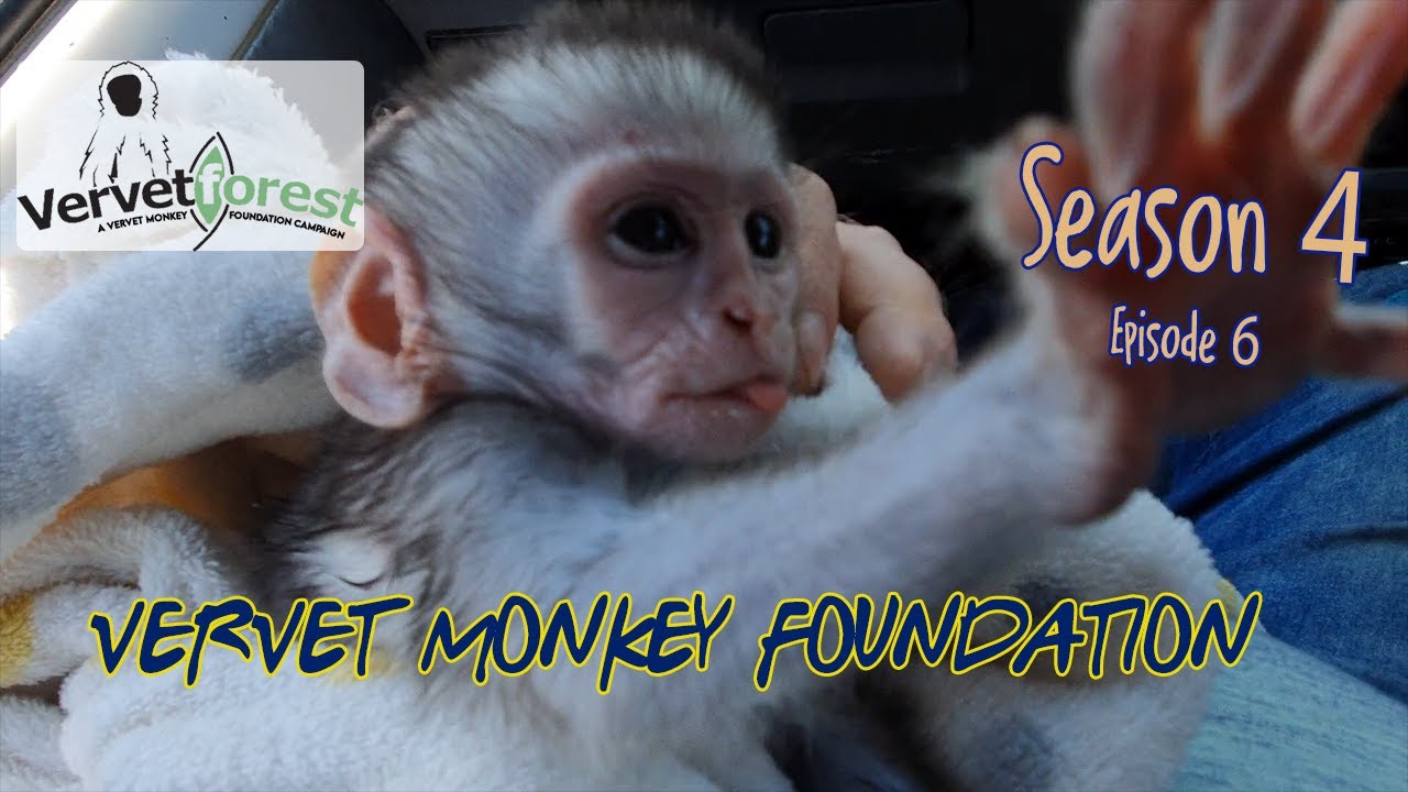 Two more baby orphan monkeys arrive, we reach out for more volunteers ...