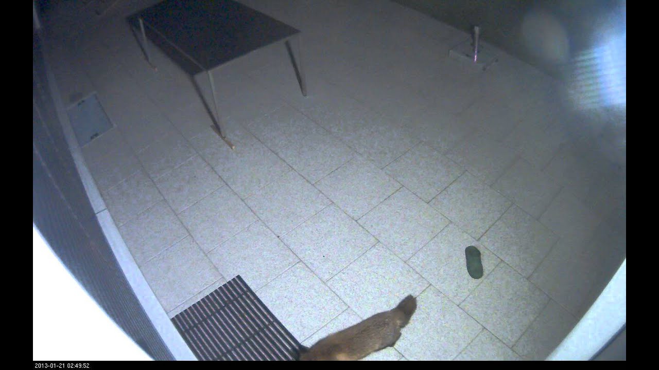 Fox is stealing shoes from back garden.......... - YouTube